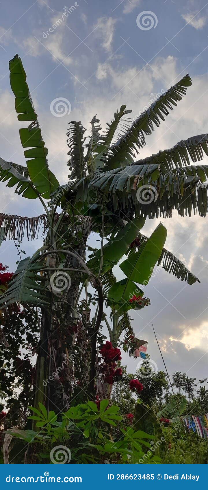 Very Shady and Tall Banana Tree from Indonesia Stock Image - Image of ...