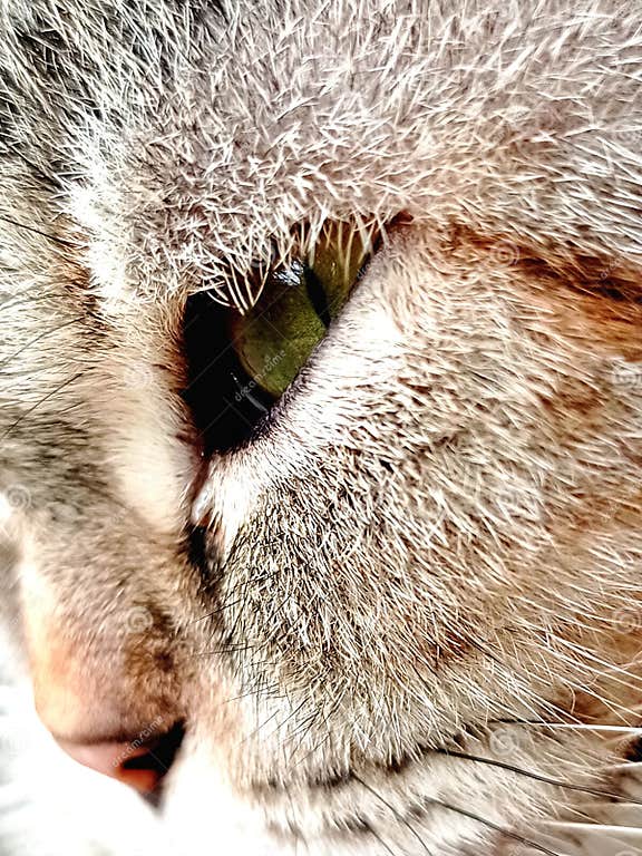 Very sharp cat eyes stock image. Image of whiskers, skin - 260723443