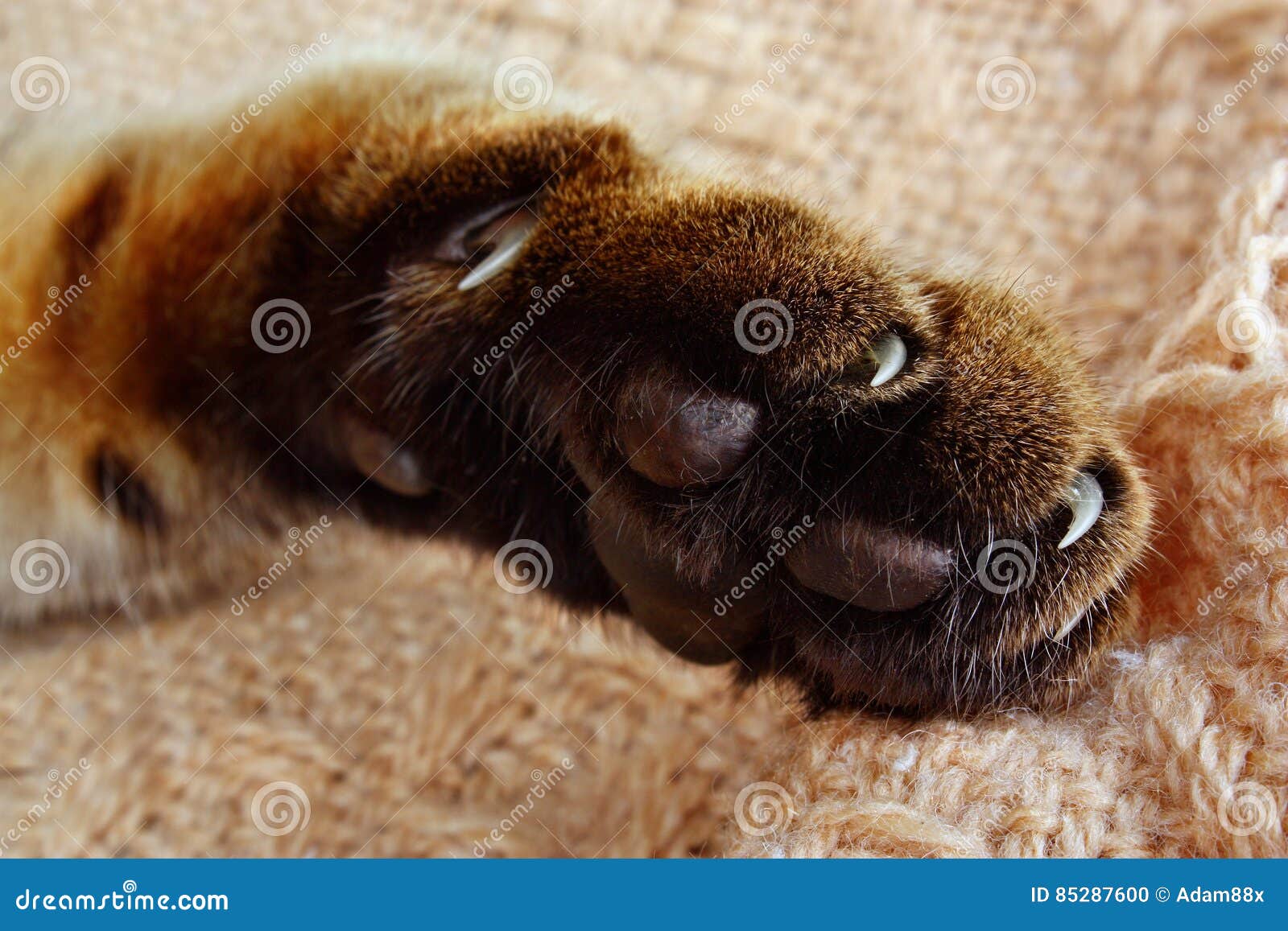 Very sharp cat`s stock photo. Image of veterinarian, kitten - 85287600