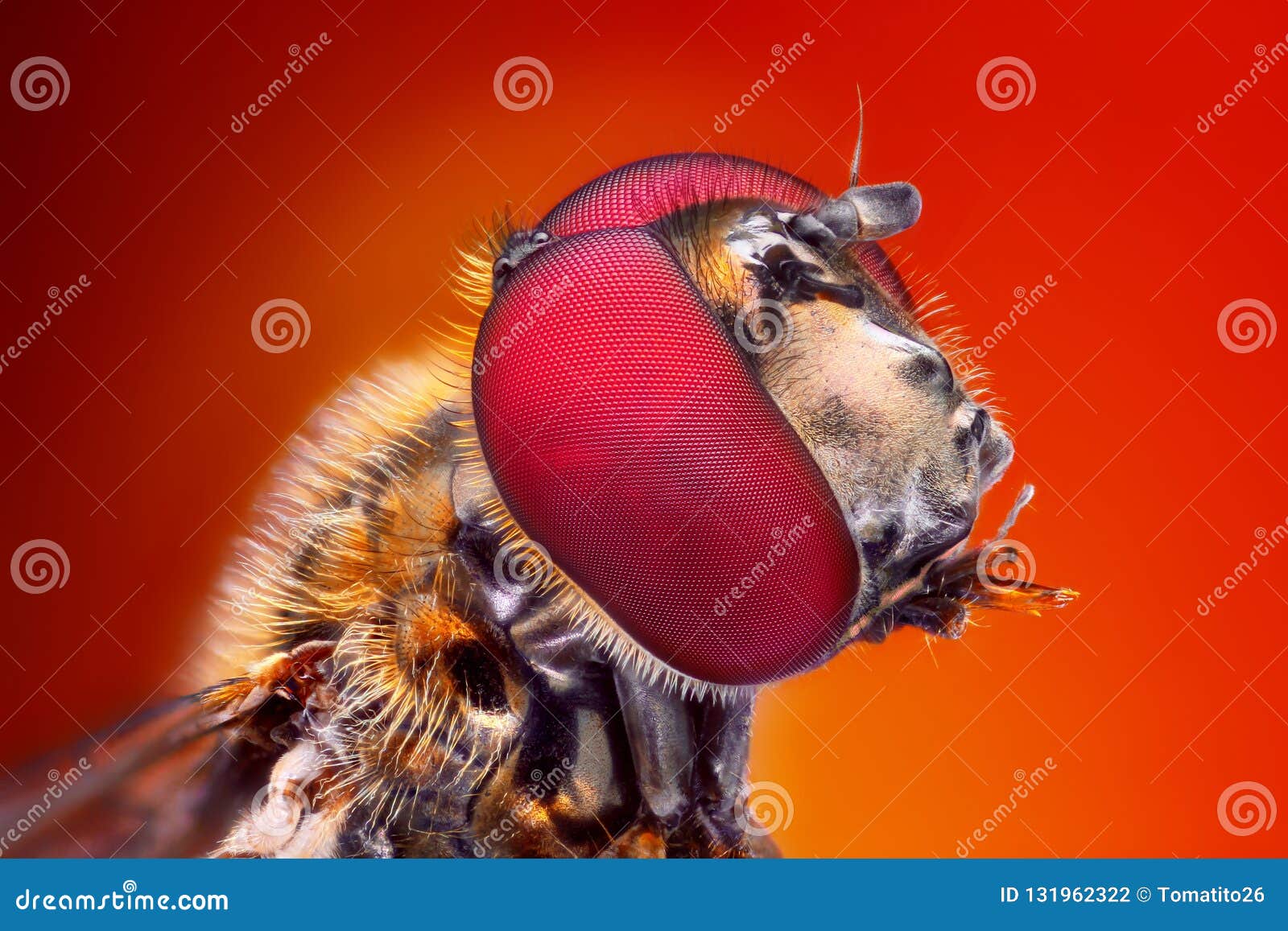 Sharp Head Stock Photos - Download 18,842 Royalty Free Photos