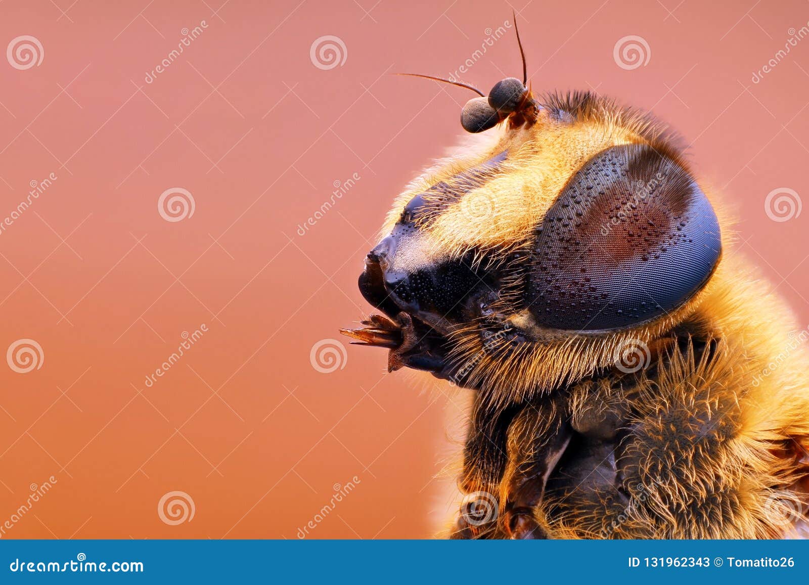 Very Sharp and Detailed Study of Hoverfly Head Stacked from Many Images ...