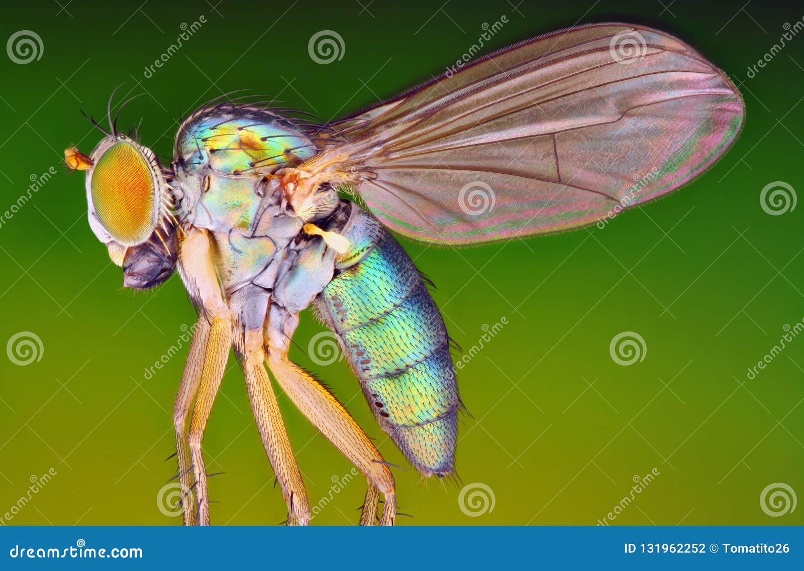 Very Sharp Photo of Metallic Fly. Microscope Objective Used Stock Photo ...