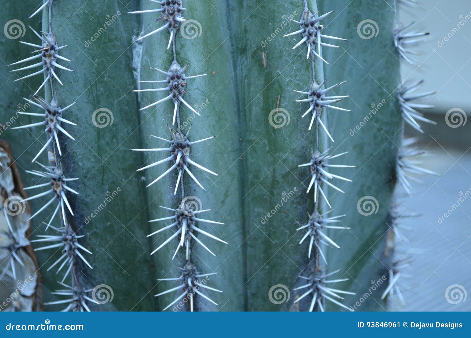 Very Sharp Pointed Edges Up Close on a Cactus Stock Image - Image of ...