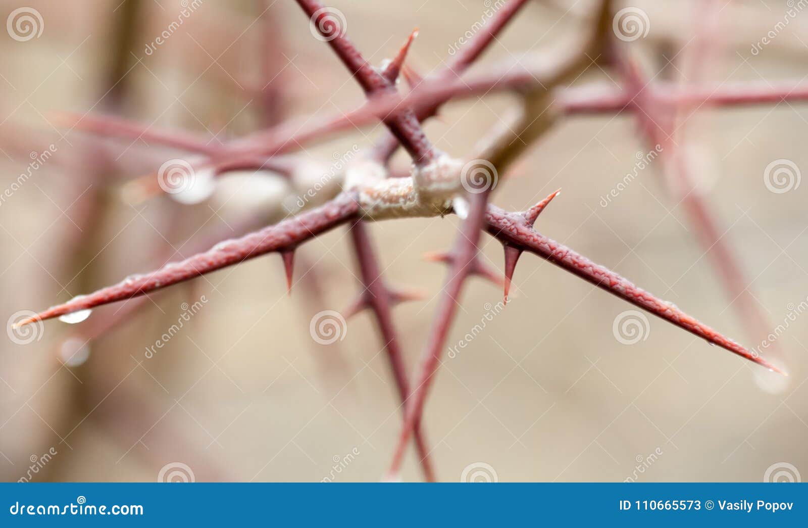 Very Sharp Spines on a Bush Branch in Early Spring Stock Image - Image ...