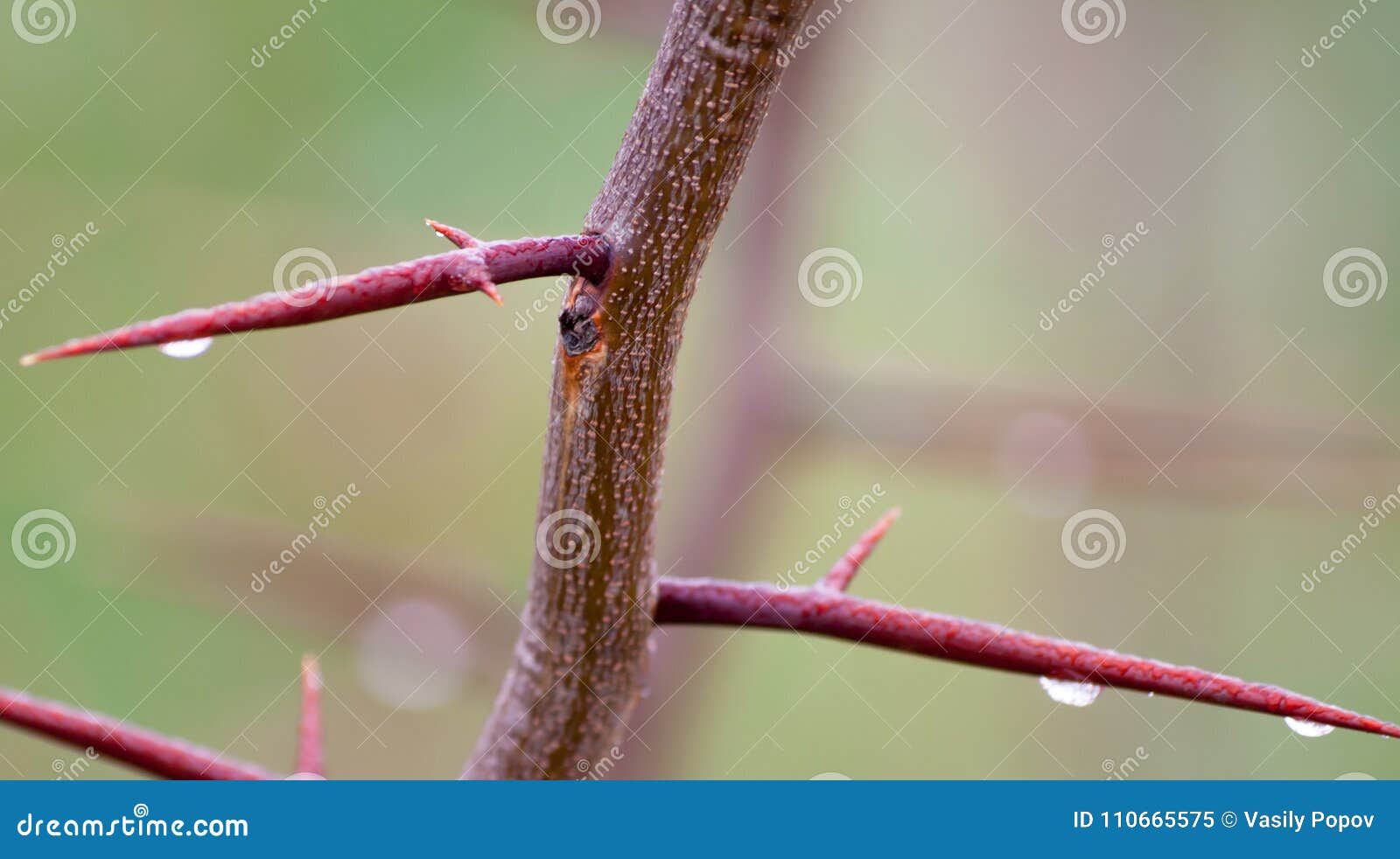 Very Sharp Spines on a Bush Branch in Early Spring Stock Image - Image ...