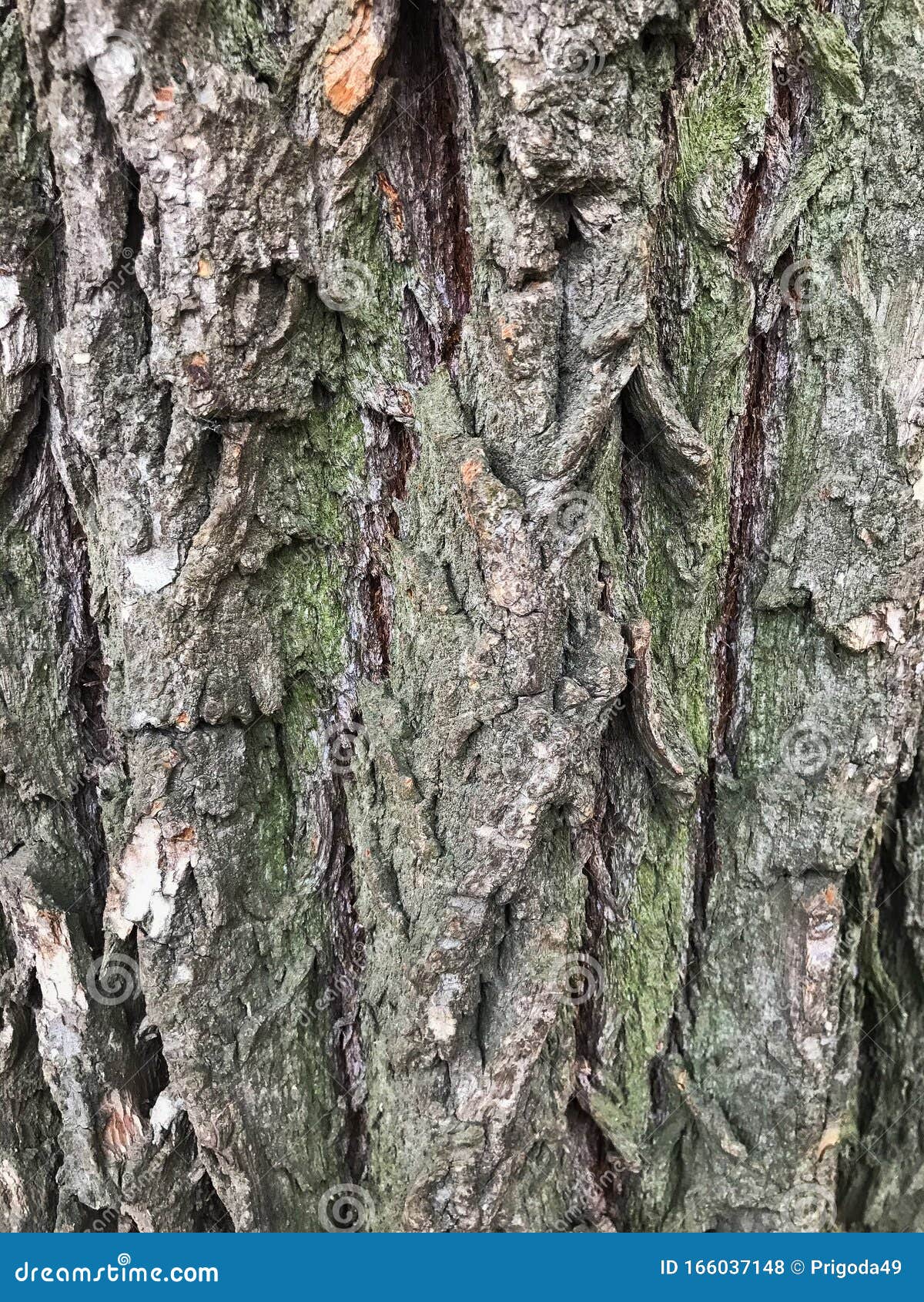 Very Sharp Texture of Tree Bark. Stock Photo - Image of brick, bright ...