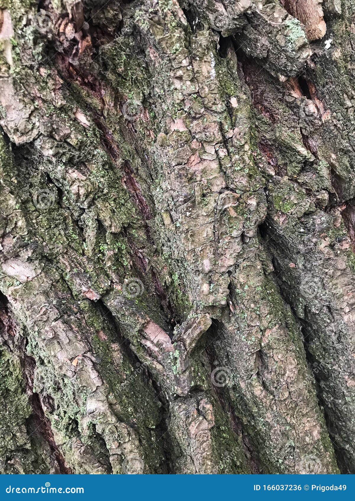 Very Sharp Texture of Tree Bark. Stock Photo - Image of close ...