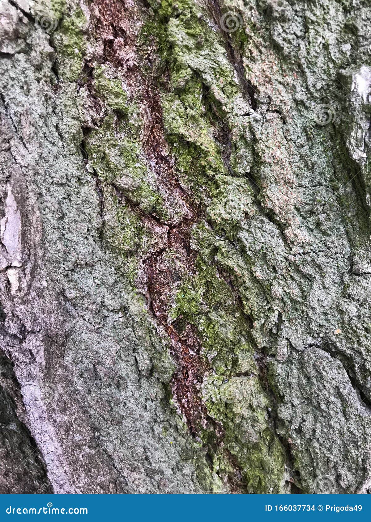 Very Sharp Texture of Tree Bark. Stock Photo - Image of blank, brick ...