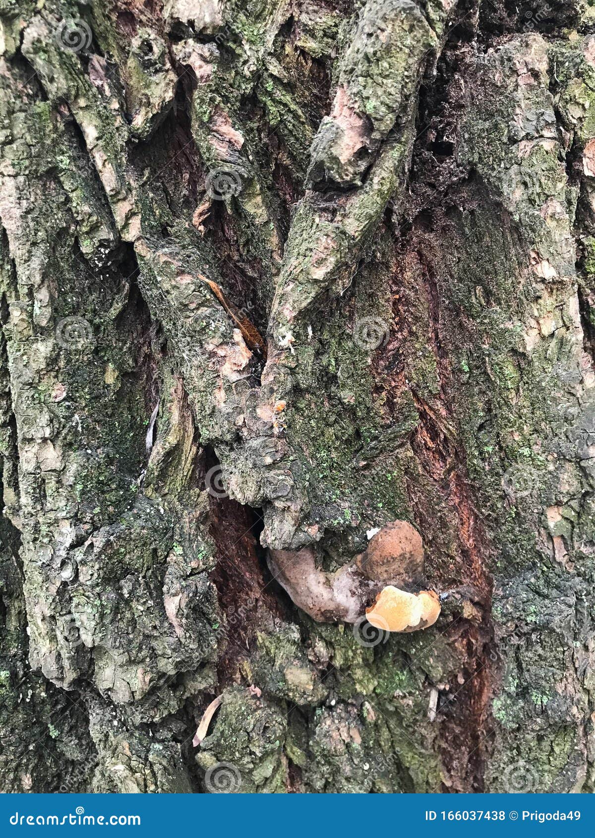 Very Sharp Texture of Tree Bark. Stock Photo - Image of blank, aging ...