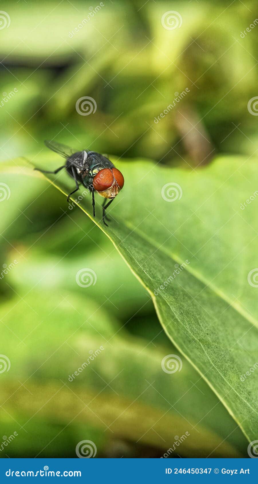 Very Sharp View of the Big Blue Fly Stock Image - Image of animal, blue ...