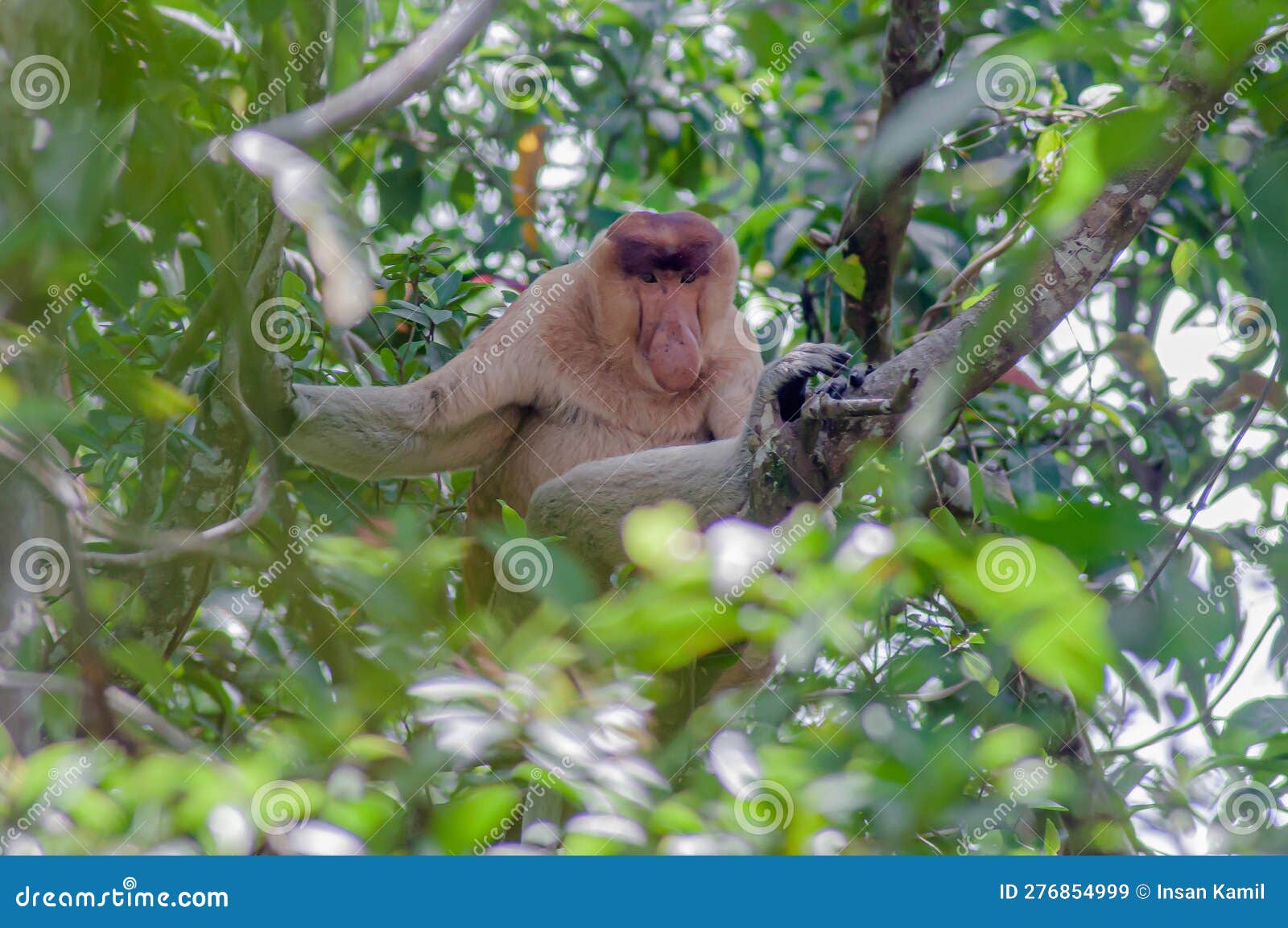 The Very Shy Proboscis Monkey Native To Borneo Stock Image - Image of ...
