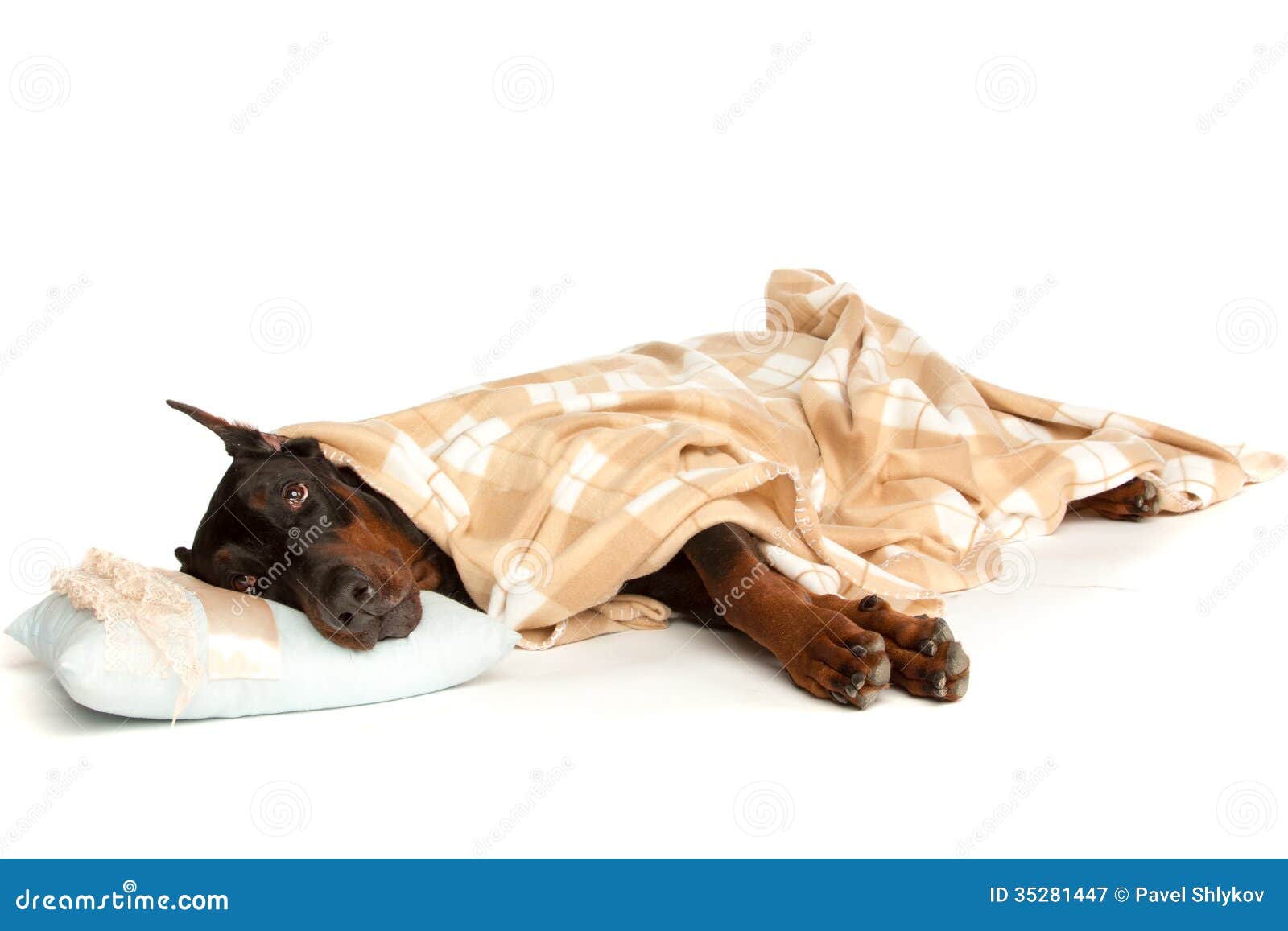 Very Sick Dog Under a Blanket Stock Image - Image of adversity, hound ...