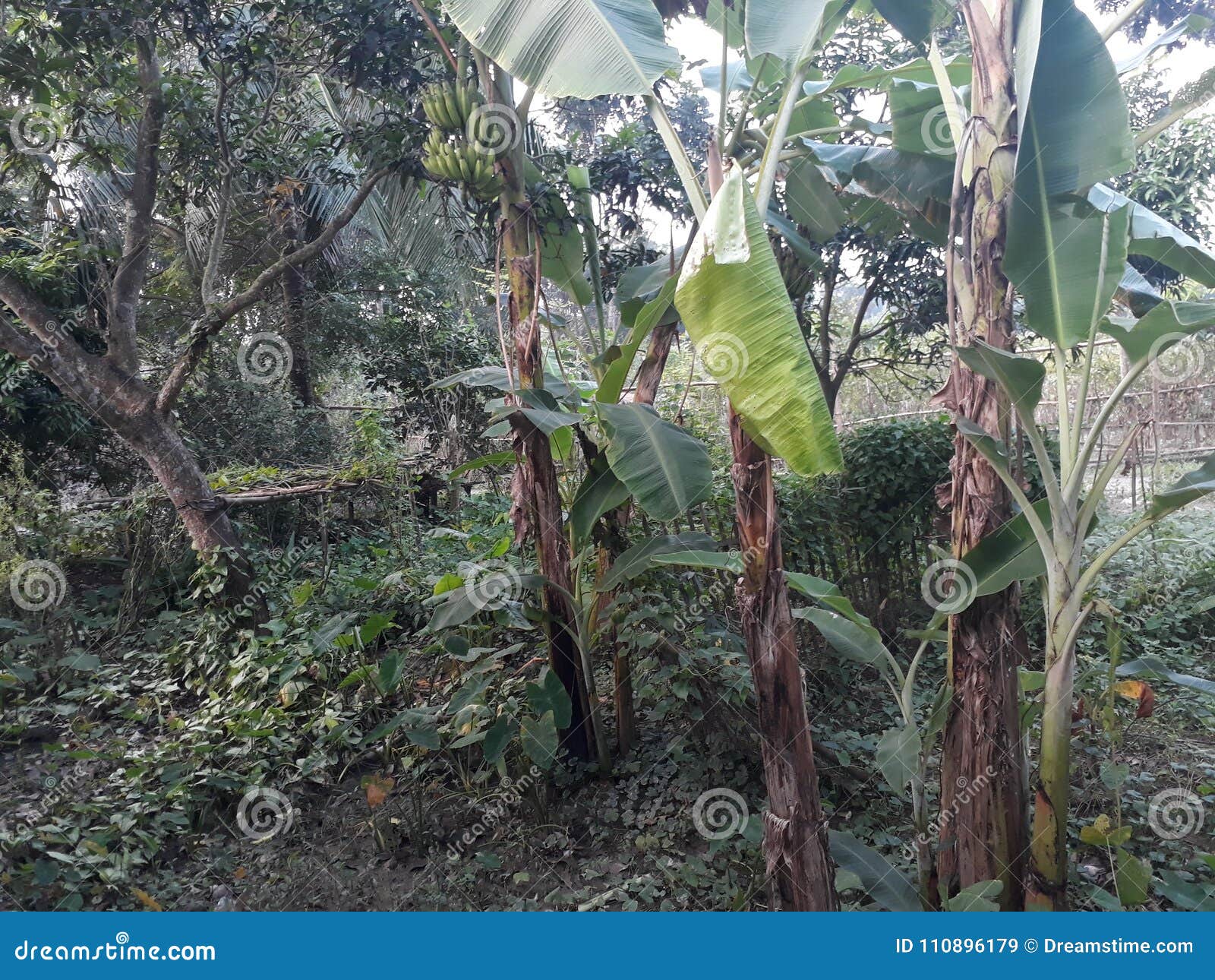 Banna tree stock image. Image of simple, banna, tree - 110896179