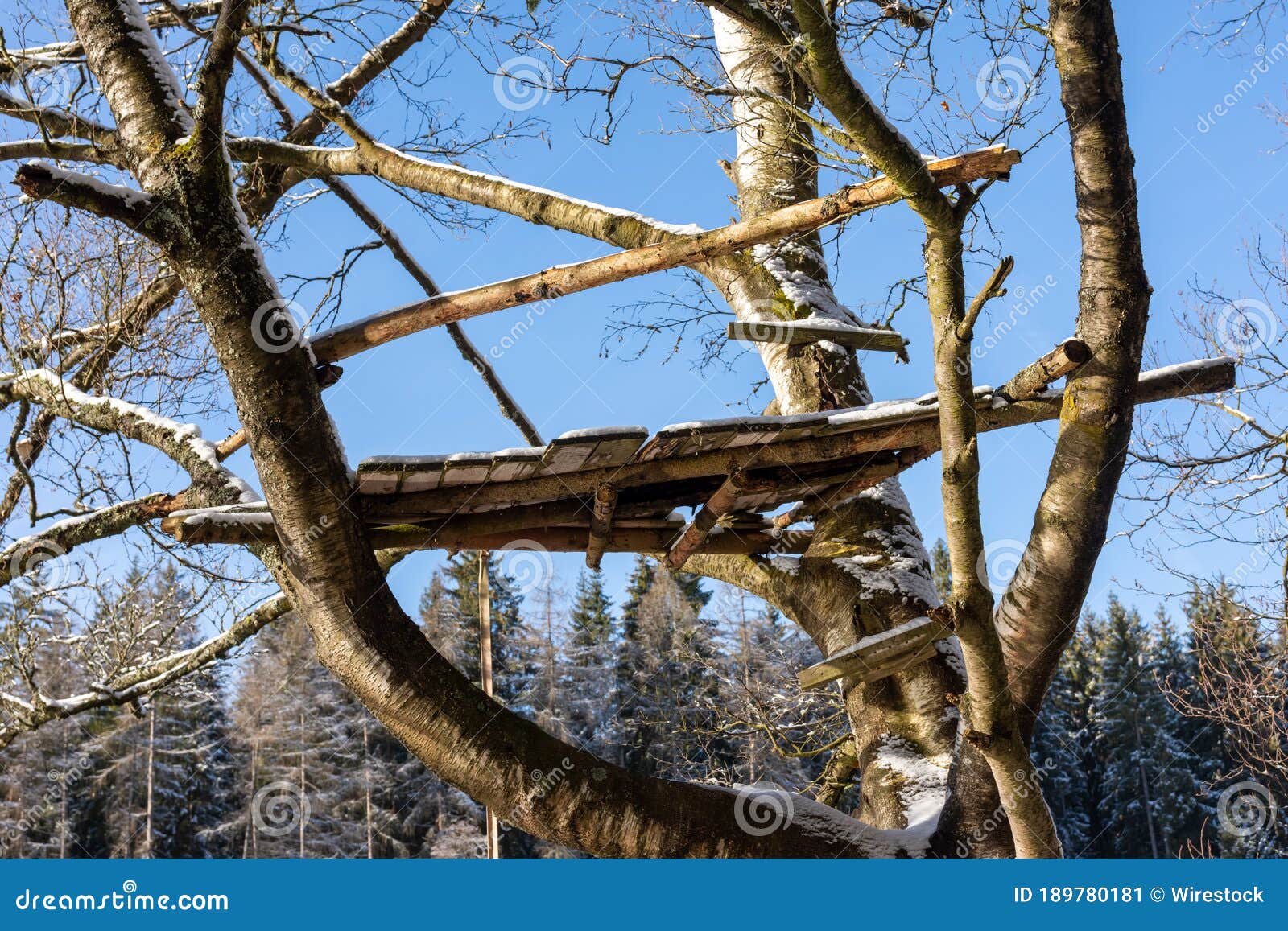 Very Simple Wooden Platform Set Up in the Middle of a Tree To Be Stood ...