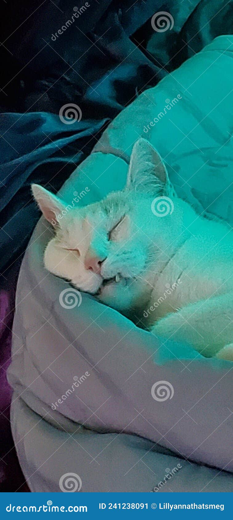 Very Sleepy Silly Kitty Cat Stock Image - Image of leaf, kitty: 241238091