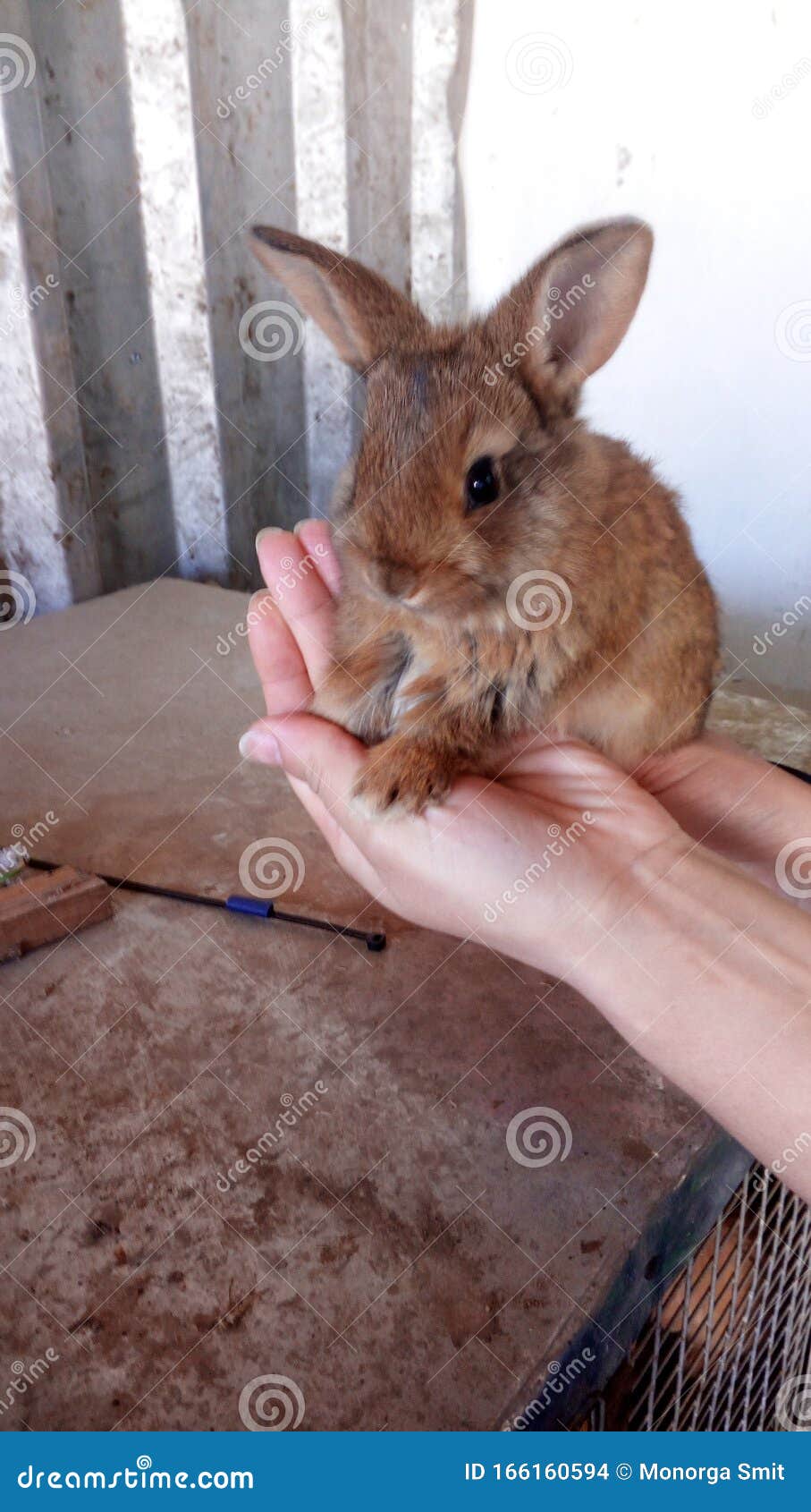 Very small baby rabbit stock photo. Image of baby, small - 166160594