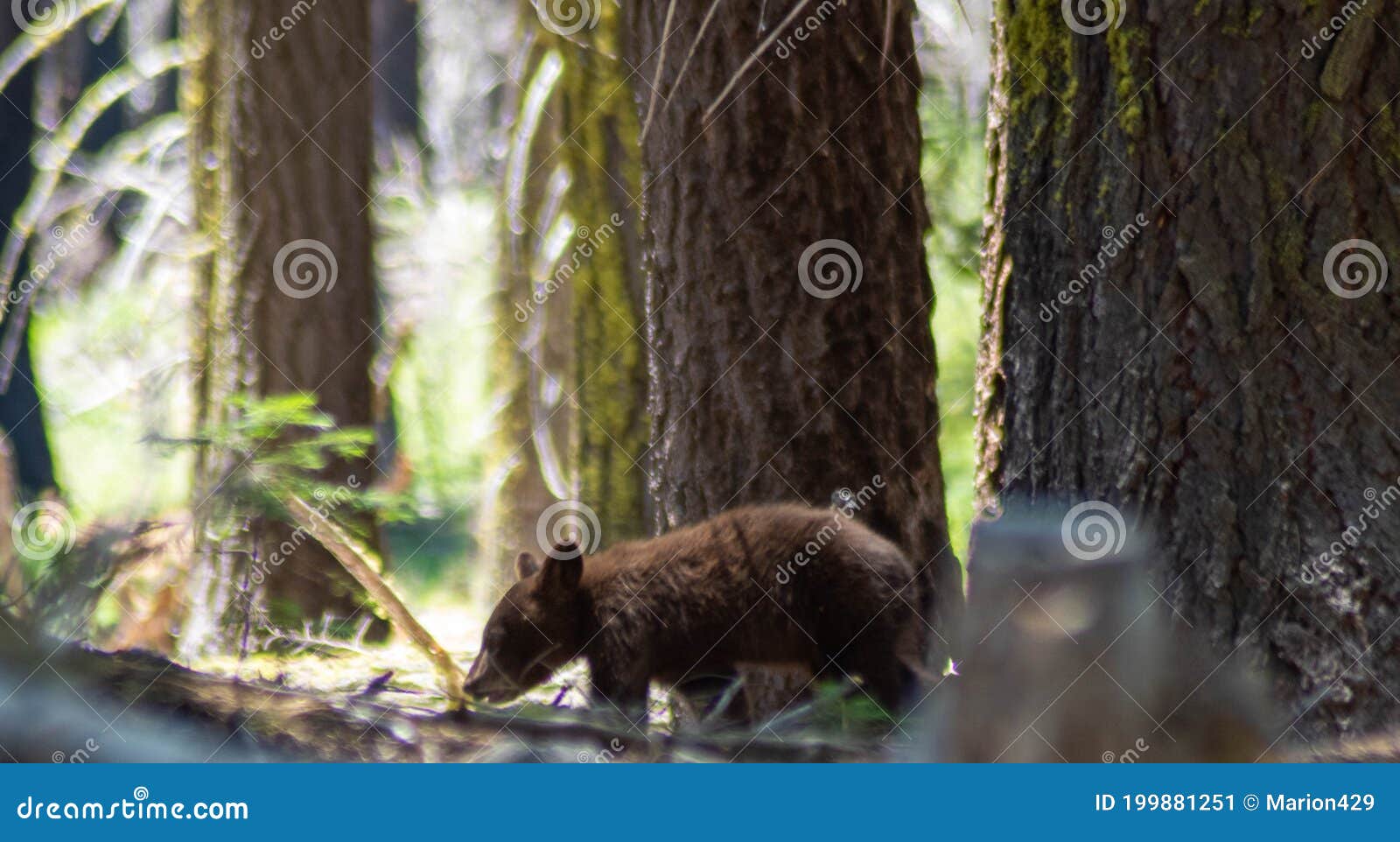A Very Small Bear Cub in the Forest Stock Image - Image of bear, tree ...
