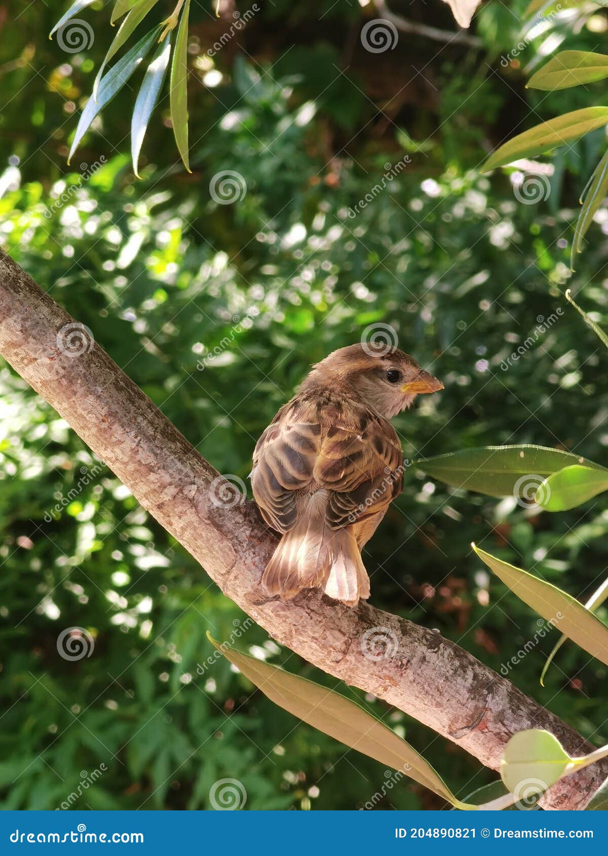 A very small bird stock image. Image of nature, green - 204890821