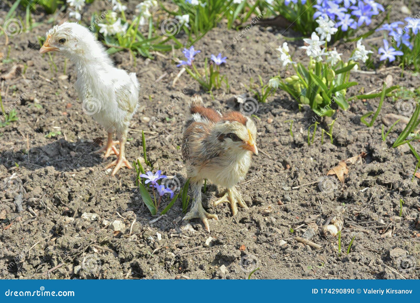 Very small chicken 9 stock photo. Image of background - 174290890