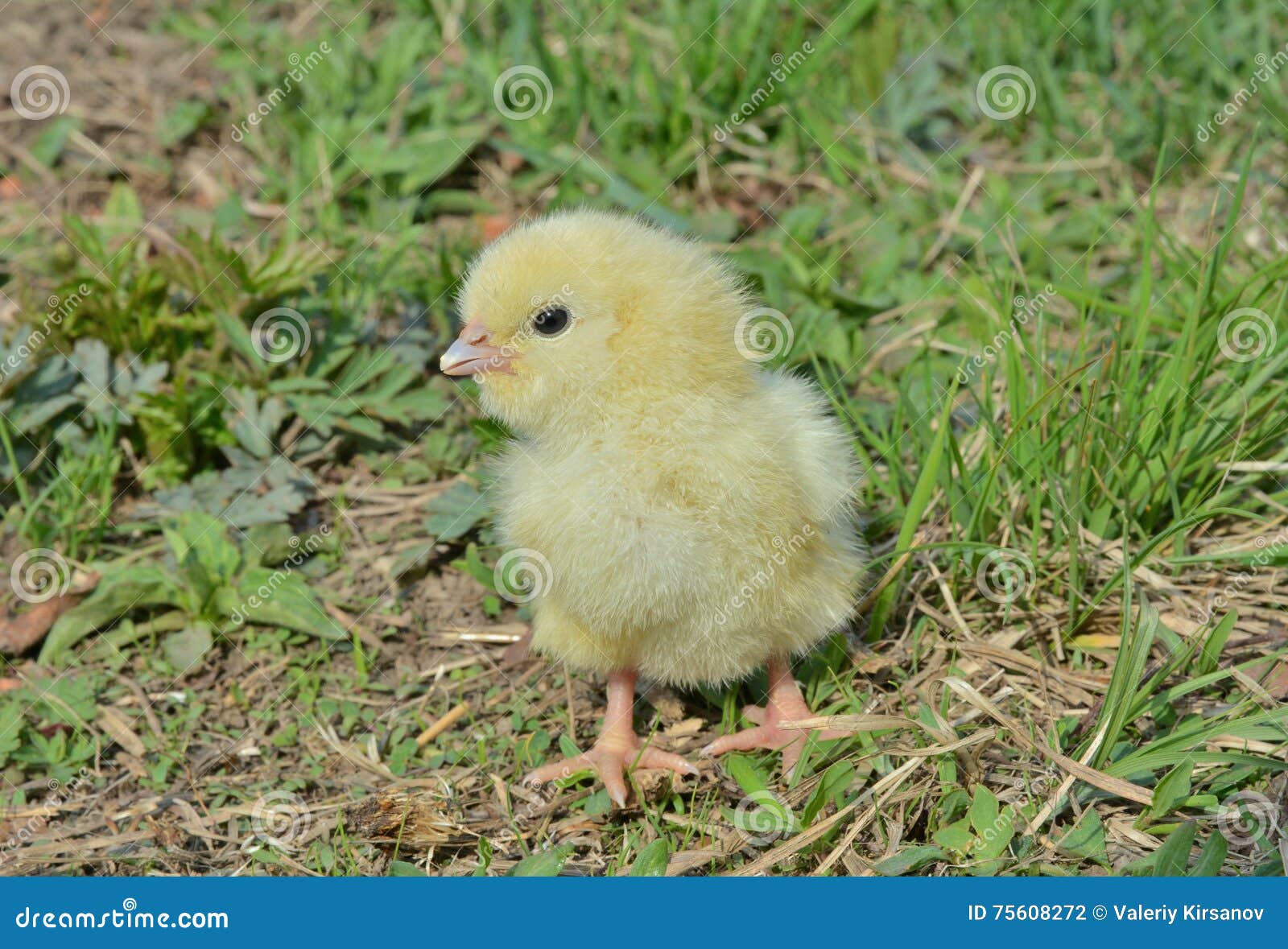 Very small chicken 16 stock photo. Image of horizontal - 75608272