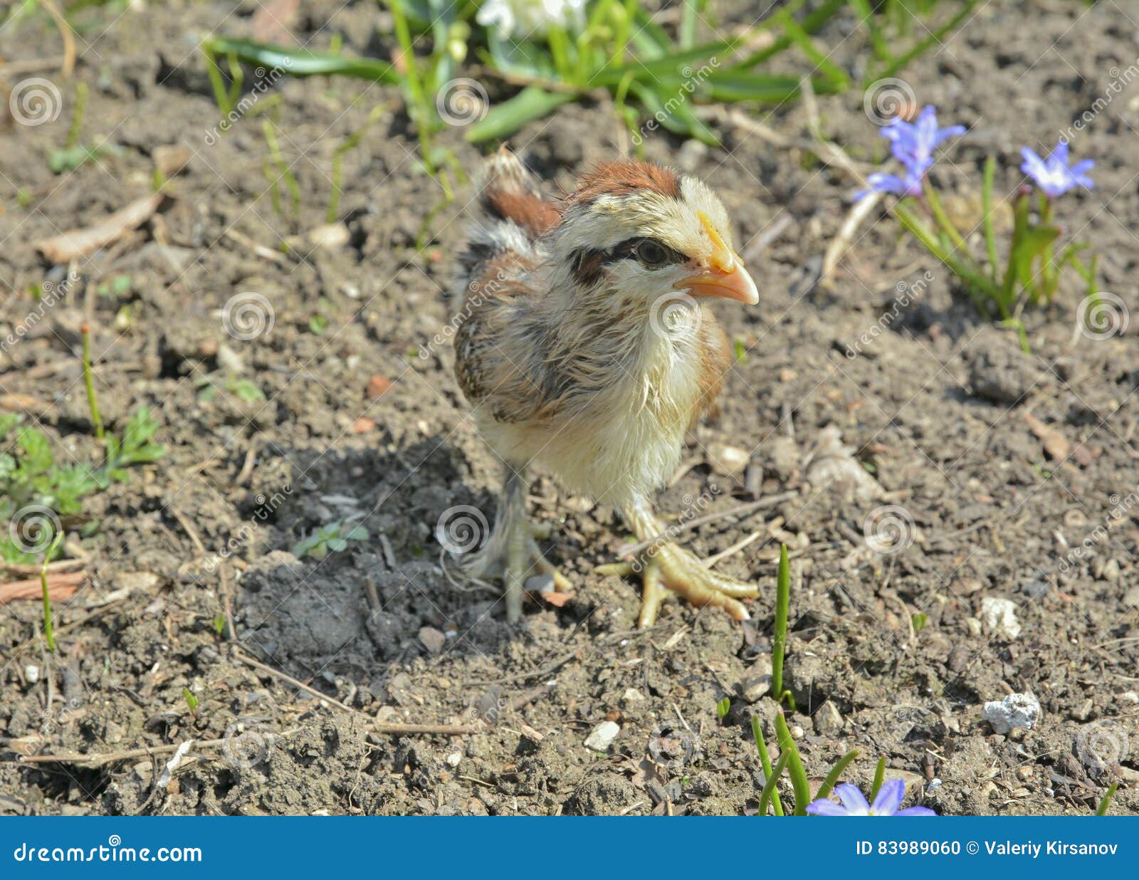 Very small chicken 24 stock photo. Image of chicken, poultry - 83989060