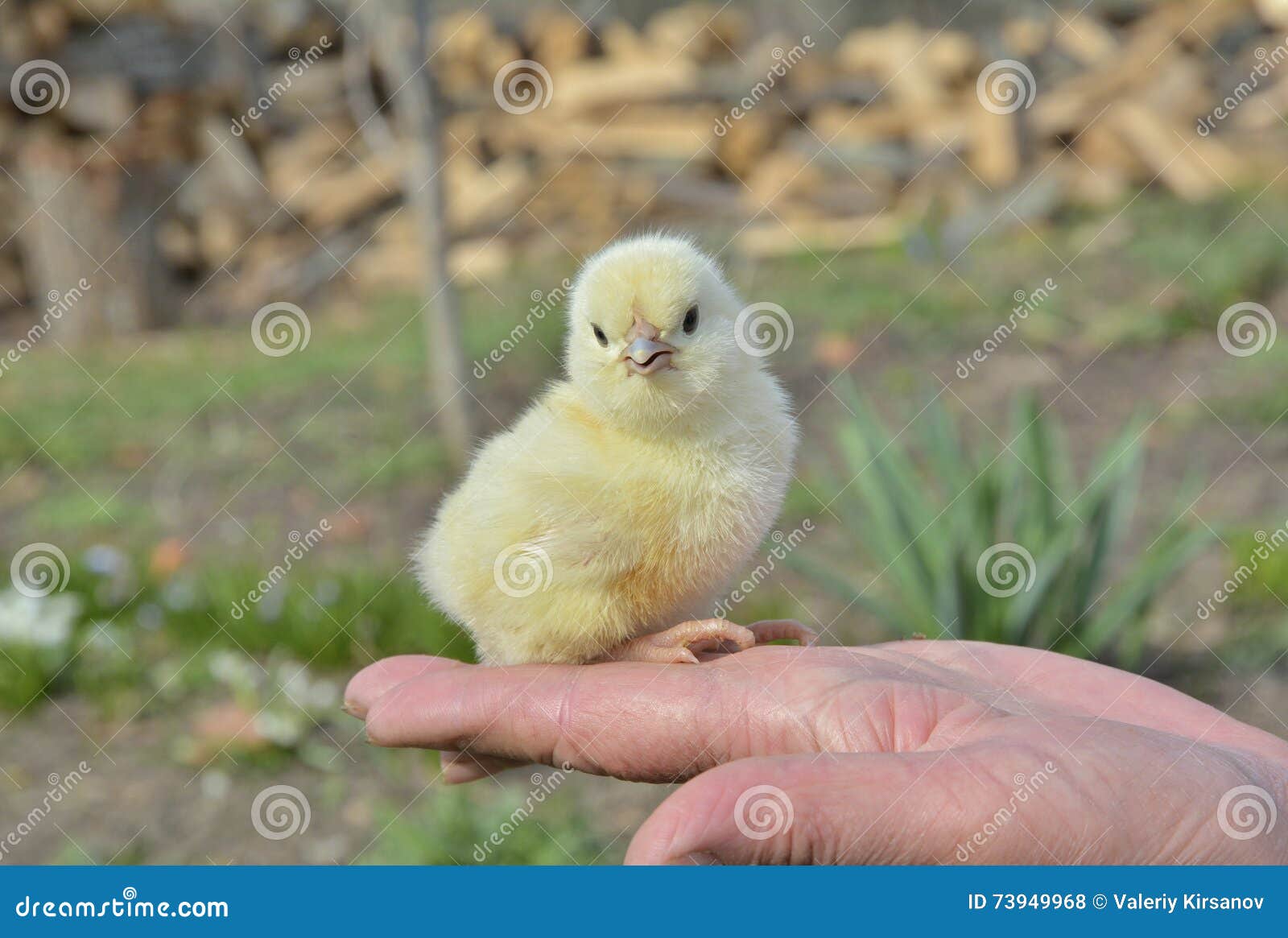 Very small chicken stock photo. Image of animal, poult - 73949968