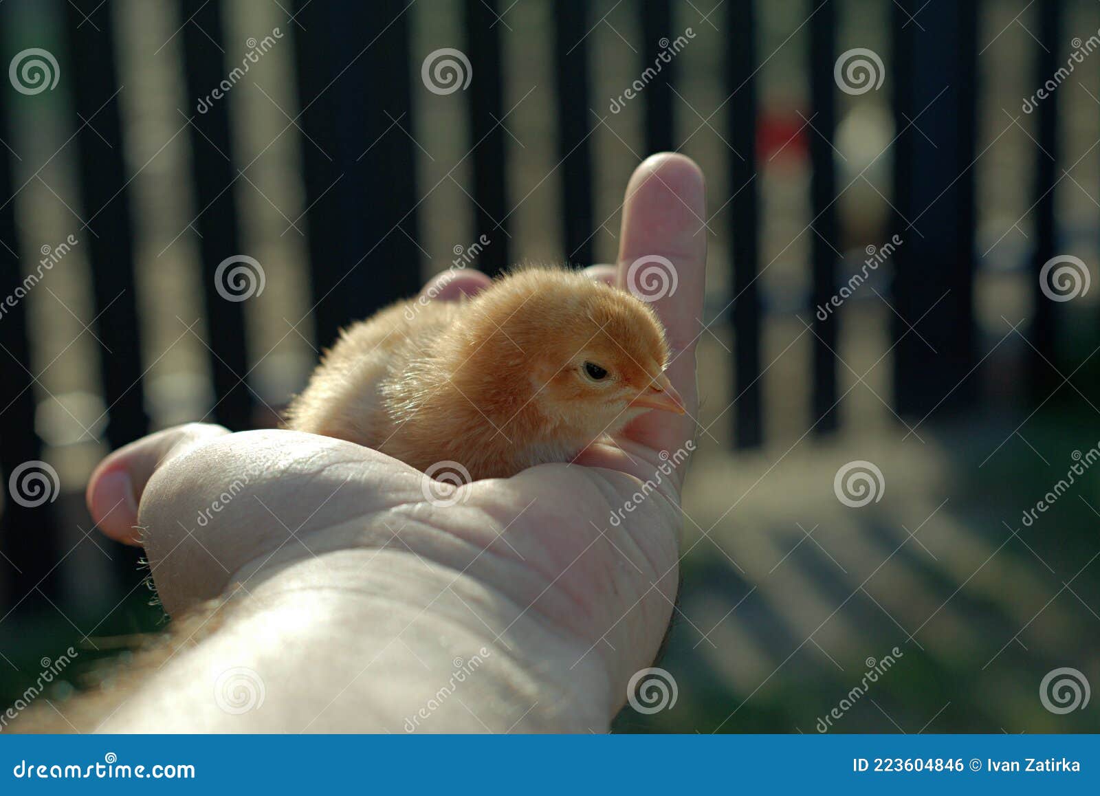 A Very Small Chicken is Sitting on His Arm Stock Photo - Image of small ...