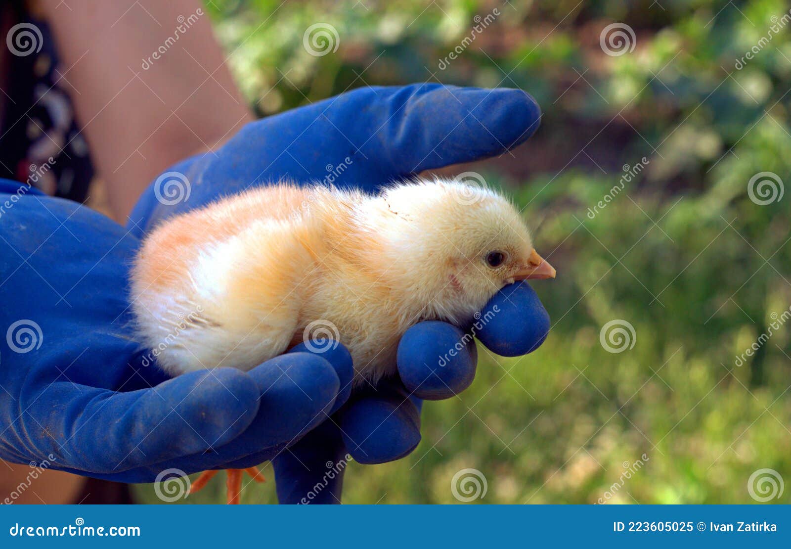 A Very Small Chicken is Sitting on His Arm Stock Image - Image of small ...