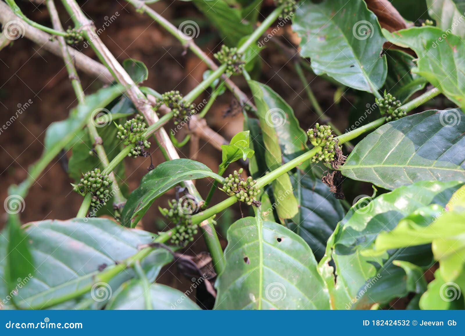 Very Small Coffee Bean Which are Growing in Coffee Plantation Stock ...