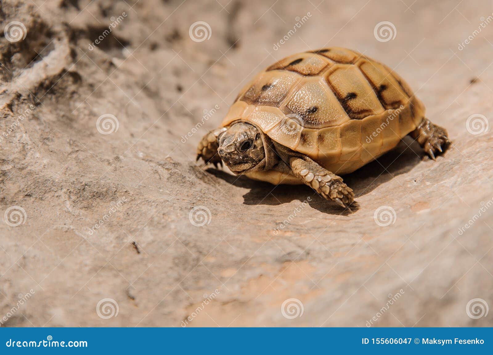 Very Small Turtle Crawls on the Sand Stock Image - Image of sand ...