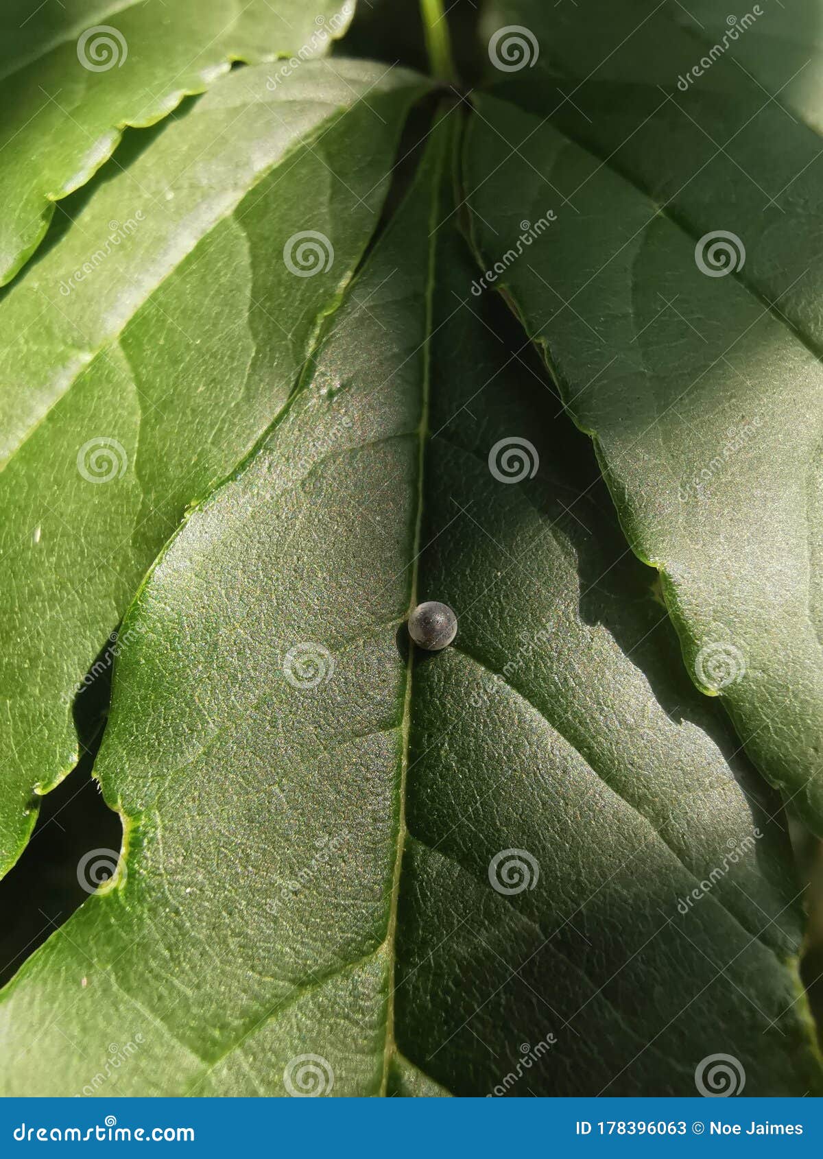 A very small egg stock image. Image of yellow, nature - 178396063