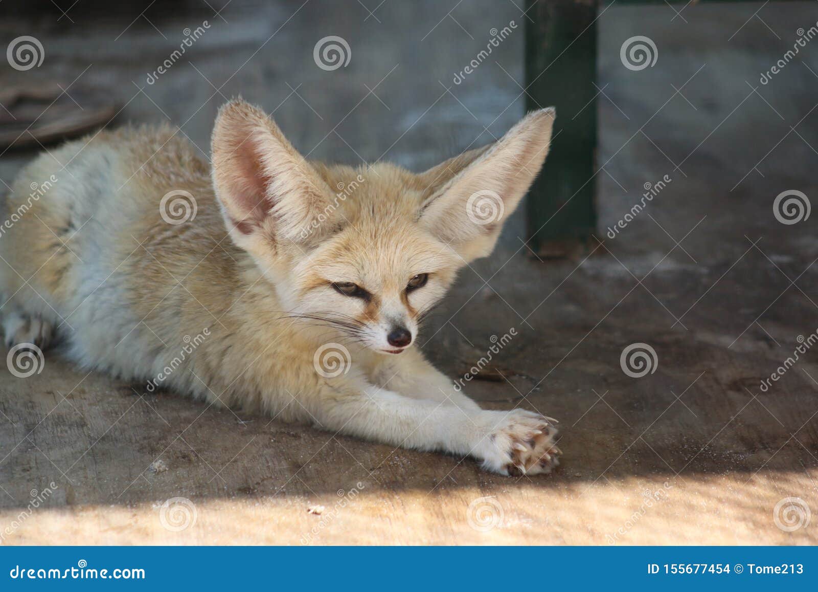 A very small fennec fox stock photo. Image of predator - 155677454