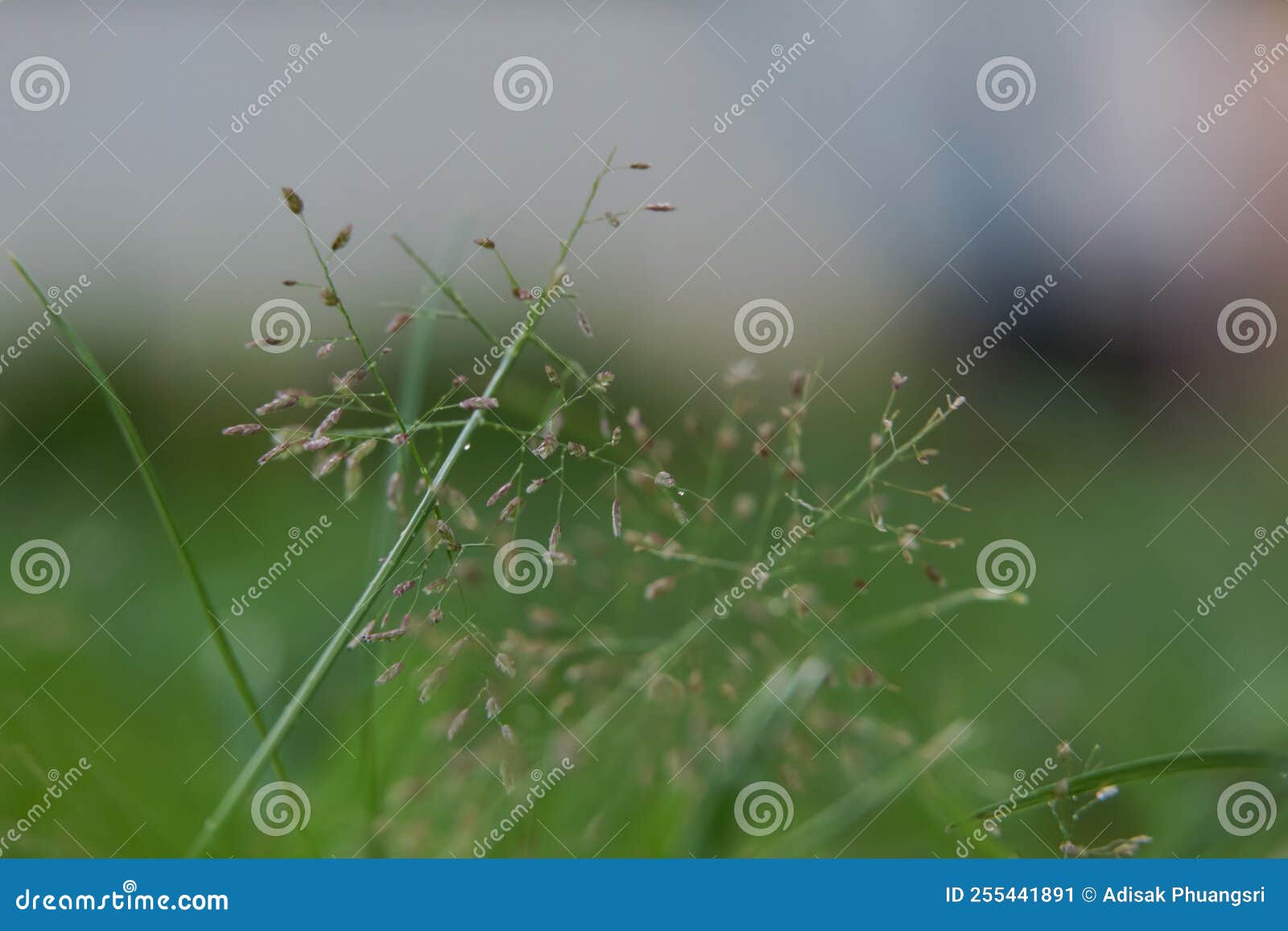 A Very Small Flower in the Front Yard. Stock Image - Image of summer ...