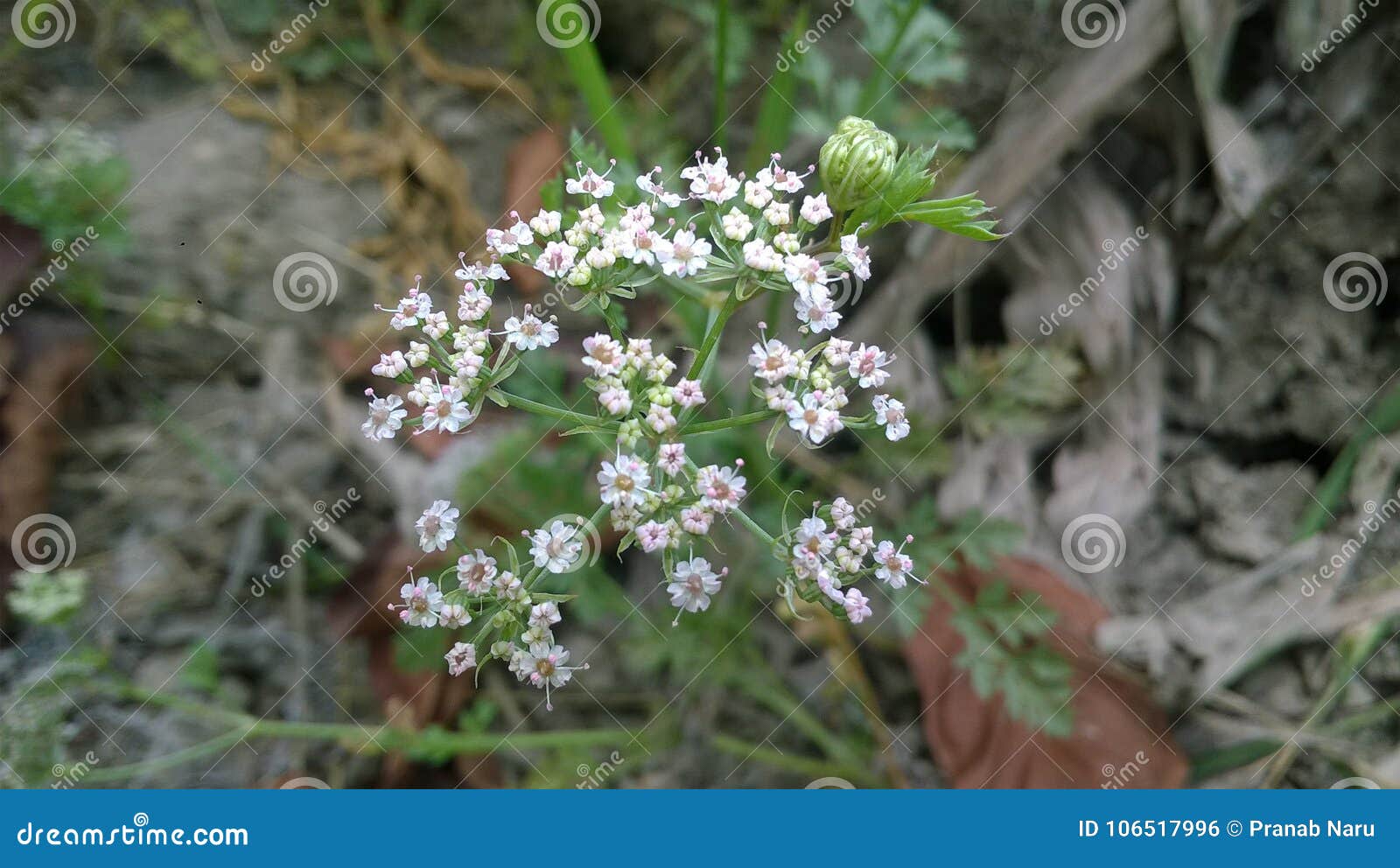 Very small flowers stock photo. Image of nature, flowers - 106517996