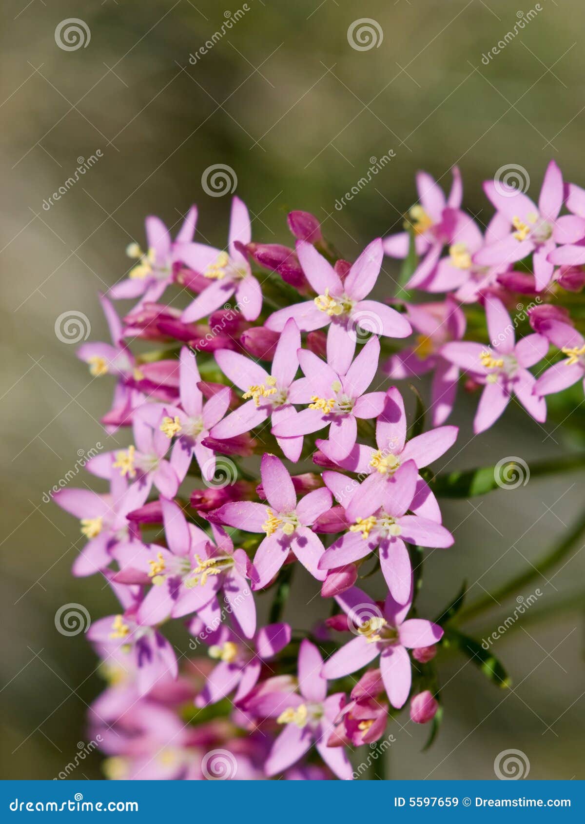 Very small flowers stock image. Image of small, opened - 5597659