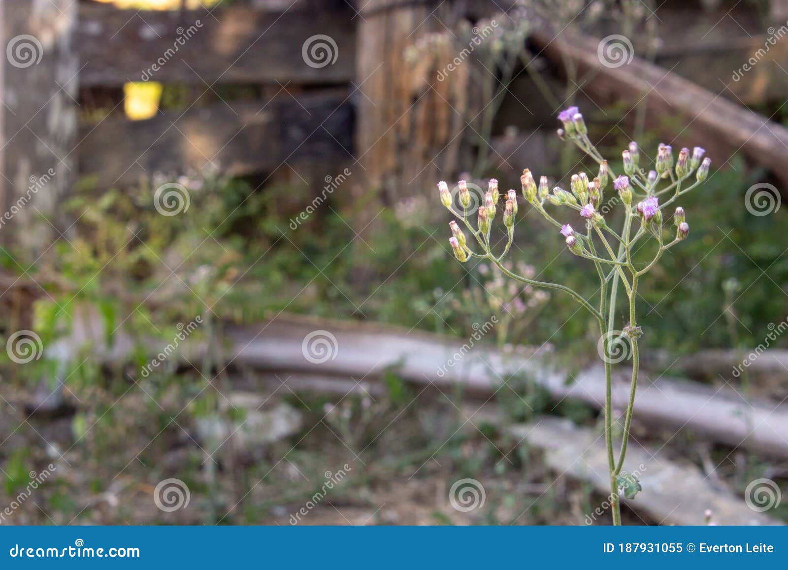 Very Small Flowers Growing on Thin Stalks on a Farm Stock Image - Image ...