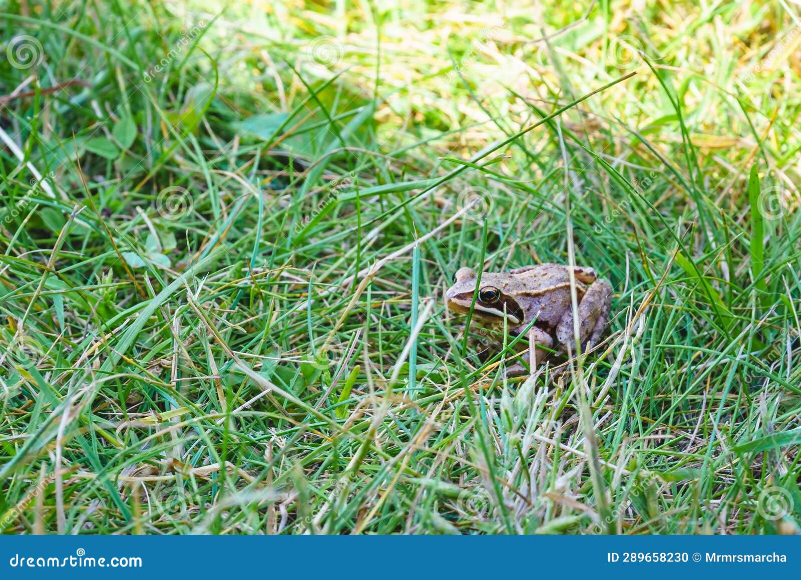 A Very Small Frog Sits in the Grass Stock Photo - Image of temporaria ...