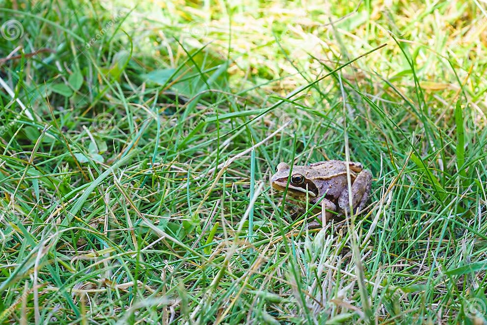 A Very Small Frog Sits in the Grass Stock Photo - Image of temporaria ...