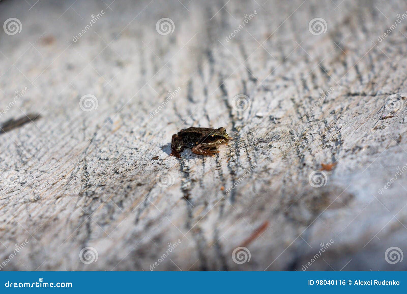 Very small frog stock photo. Image of surface, coldblooded - 98040116