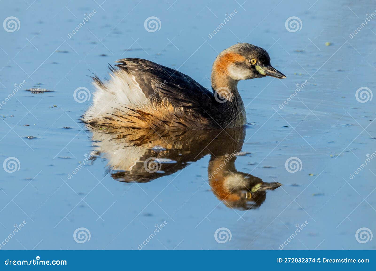 Australian Grebe in Victoria Australia Stock Photo - Image of animals ...