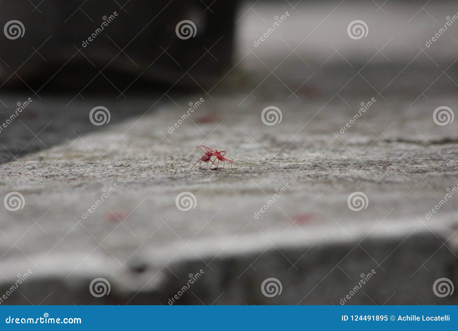 Very small insects stock image. Image of aphidy, insects - 124491895