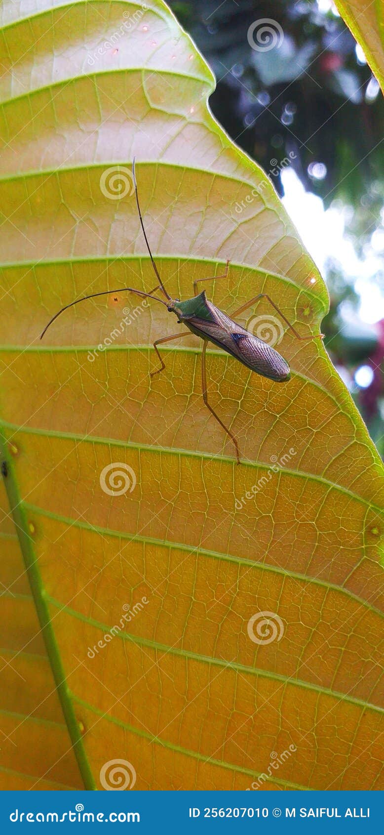 Very small leaf insects stock photo. Image of wing, animal - 256207010