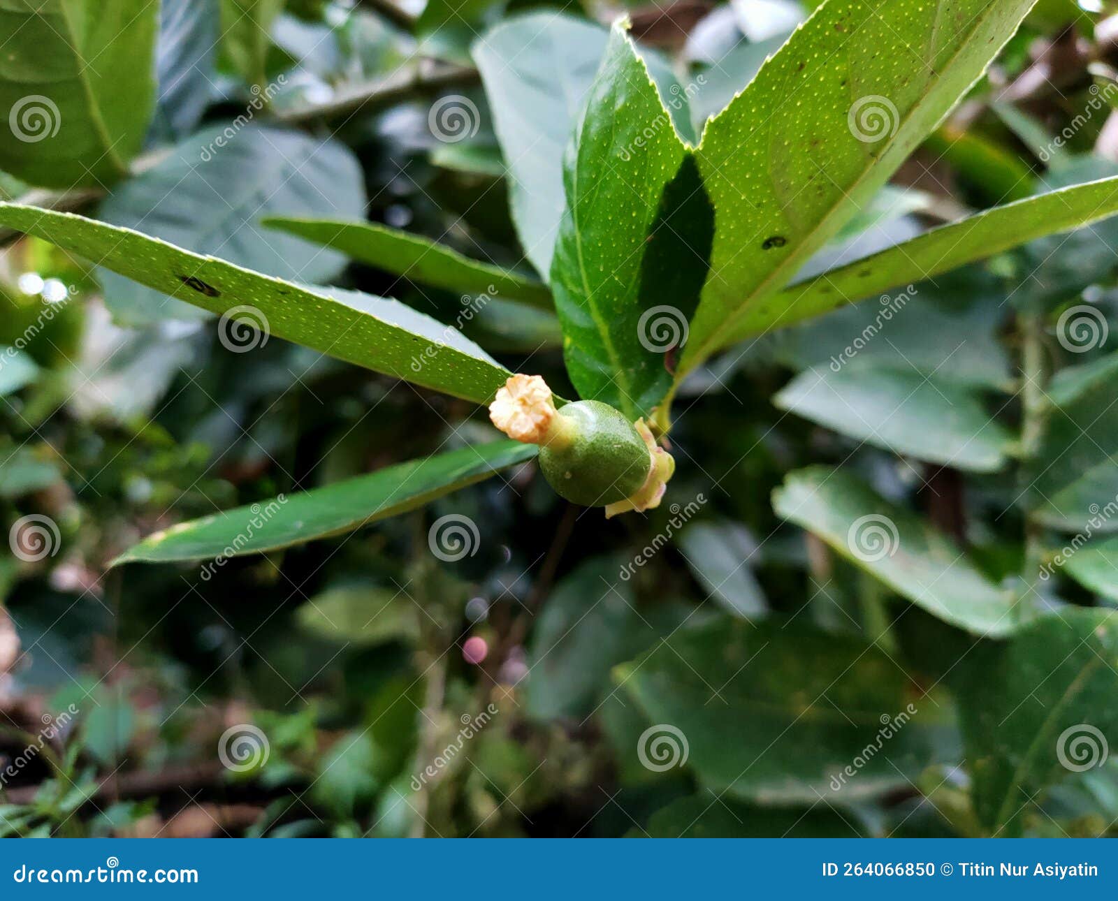 A very small lemon stock photo. Image of garden, gardeners - 264066850