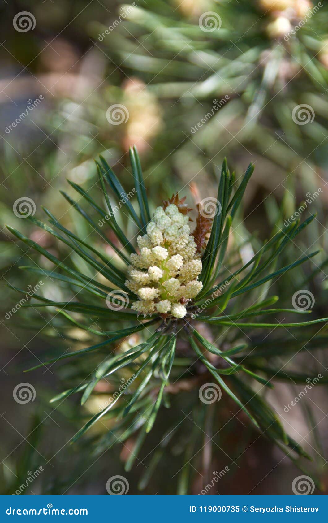 Very small pine cone stock image. Image of green, small - 119000735