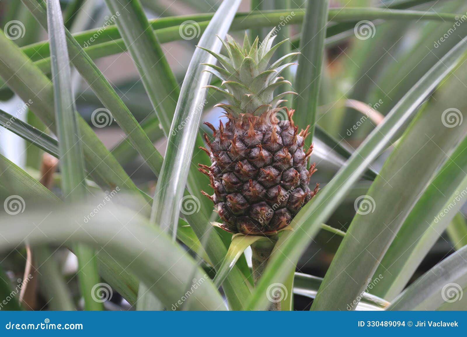 Small Pineapple Leaf Isolated On White Background, Young Pineapple ...
