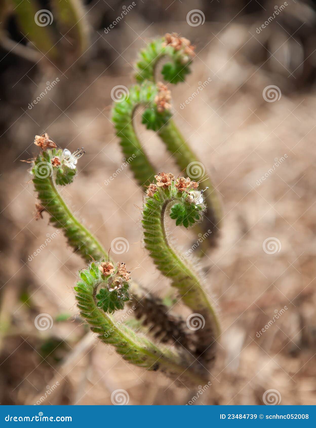 Very Small Plants stock image. Image of hope, flower - 23484739