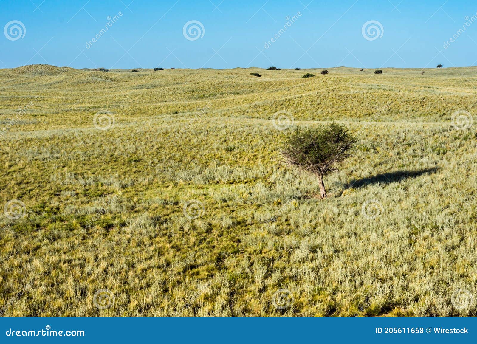 Single Bush And Blue Sky. Stock Image | CartoonDealer.com #92957755
