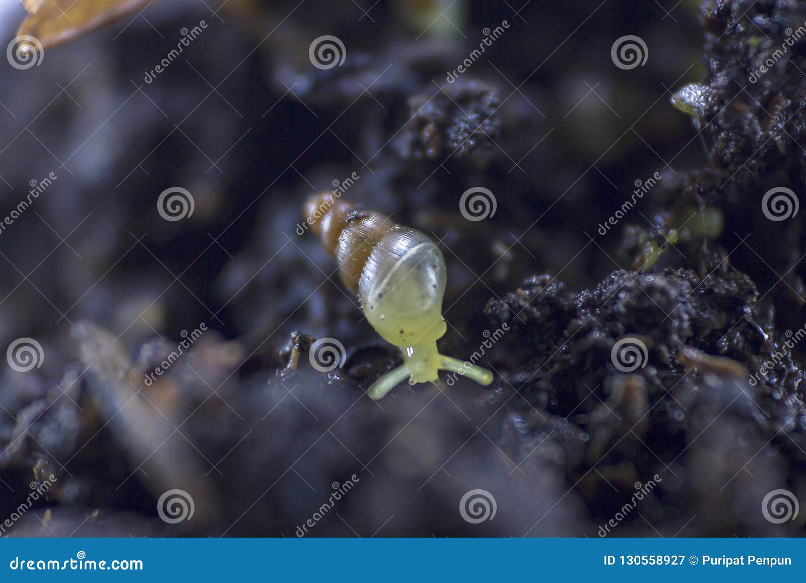 A Very Small Snail with a Yellow Shell. Stock Image - Image of nature ...
