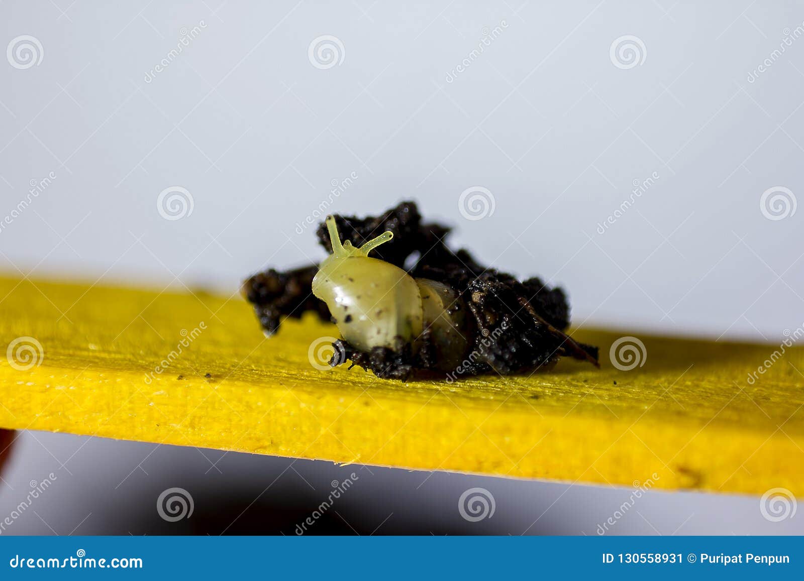 A Very Small Snail with a Yellow Shell. Stock Image - Image of slither ...