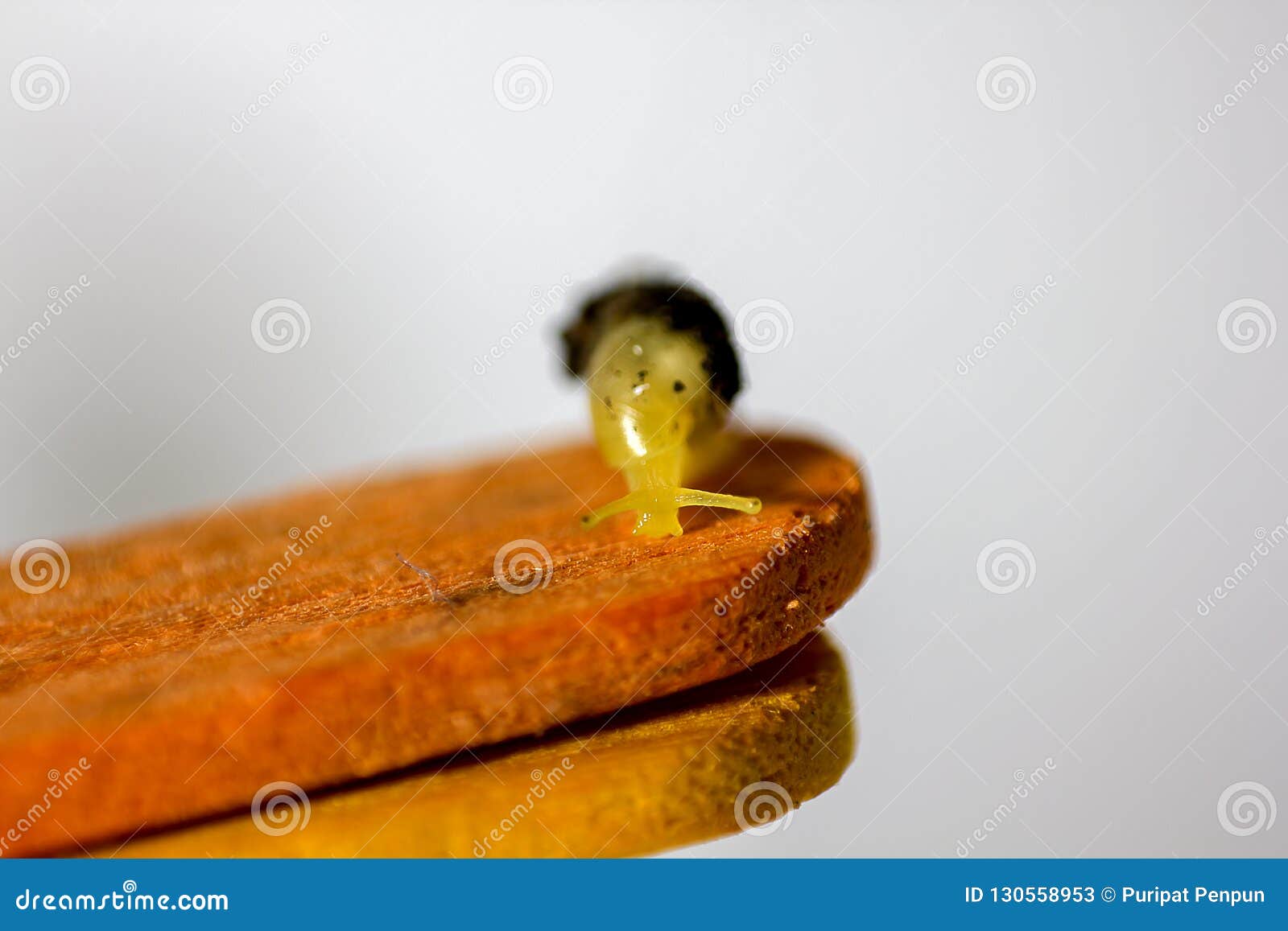 A Very Small Snail with a Yellow Shell. Stock Image - Image of mucus ...
